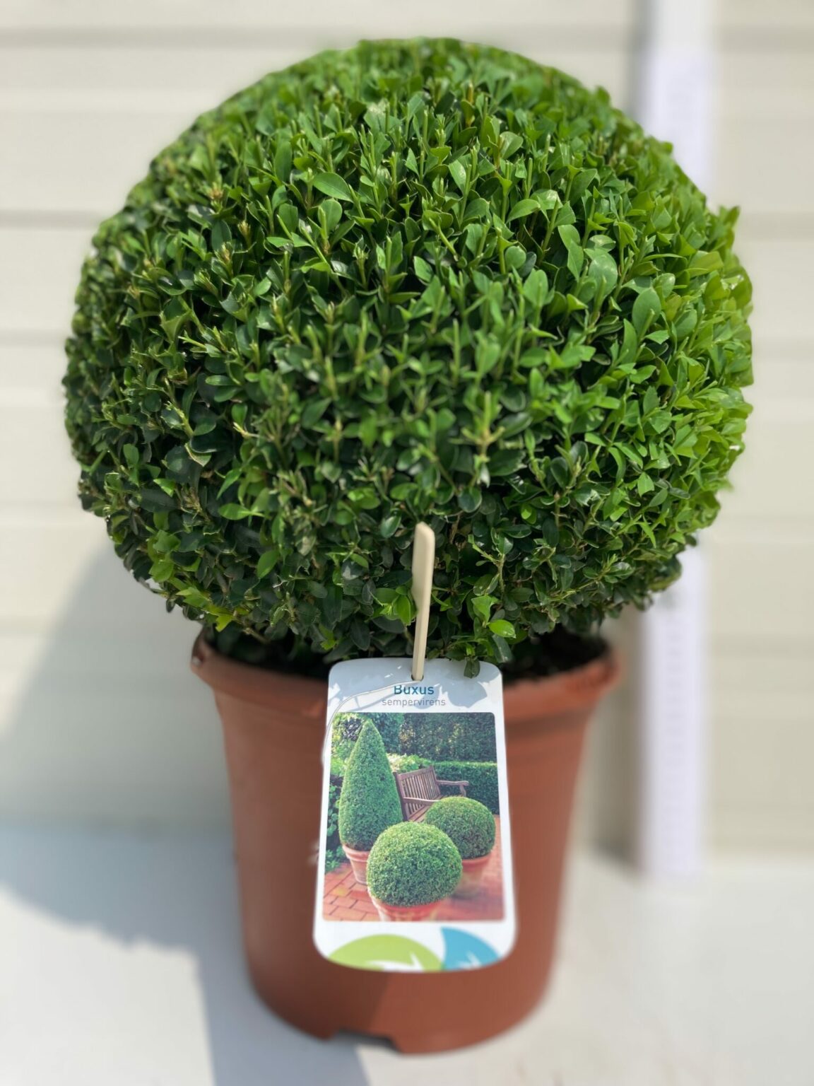 Buxus | Kwekerij Elma