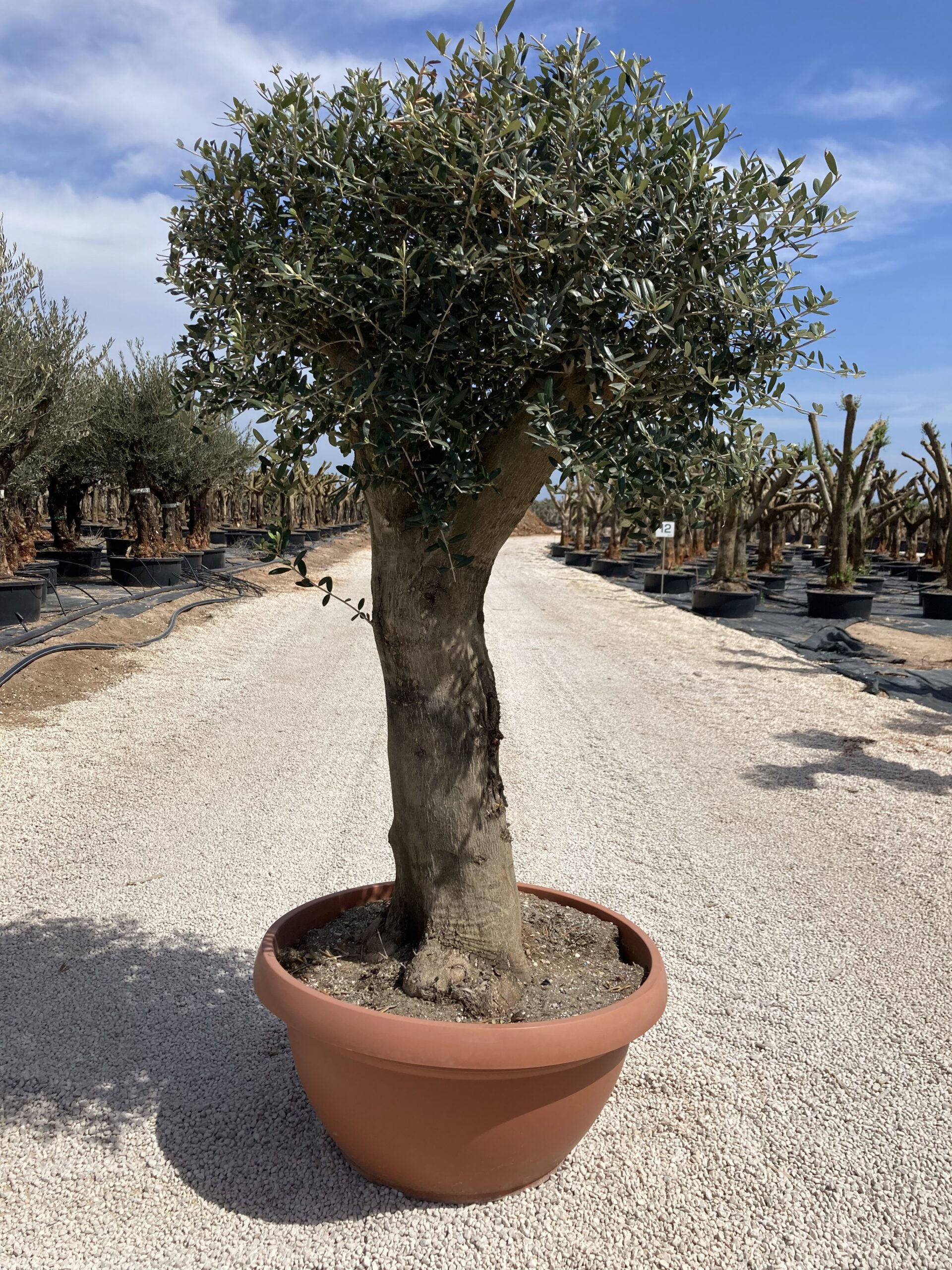 Olijfboom Olea Europaea 2.30 meter hoogte | Kwekerij Elma