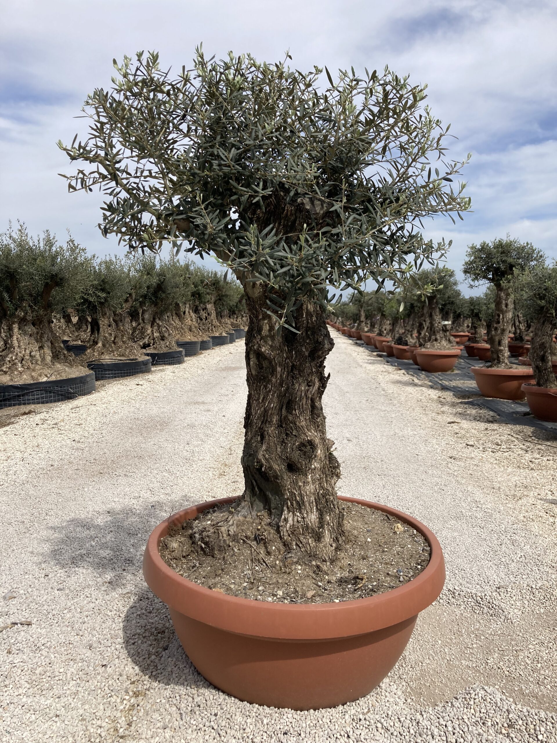 Olea Europaea | Kwekerij Elma