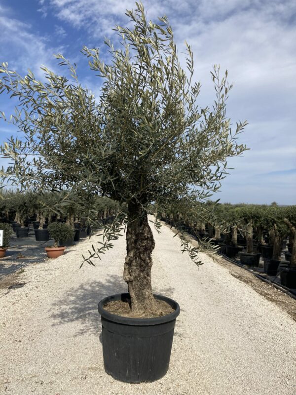 Olea Europaea | Kwekerij Elma