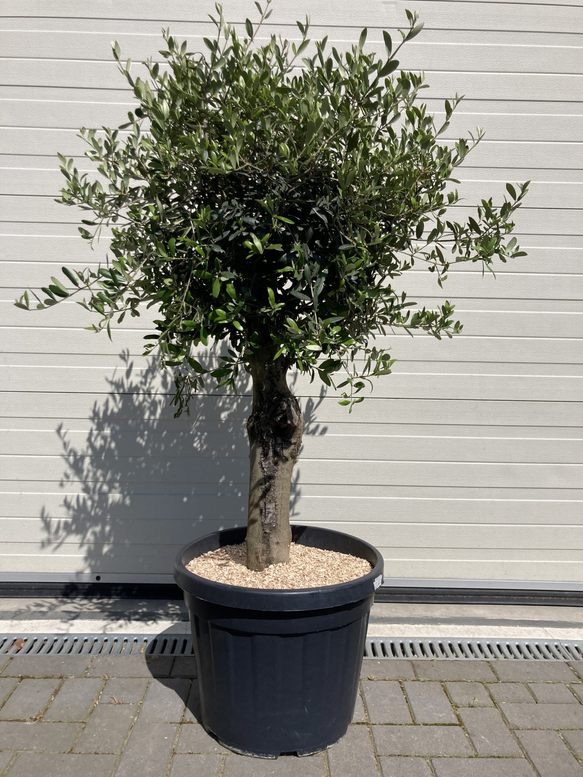 Olea Europaea | Kwekerij Elma