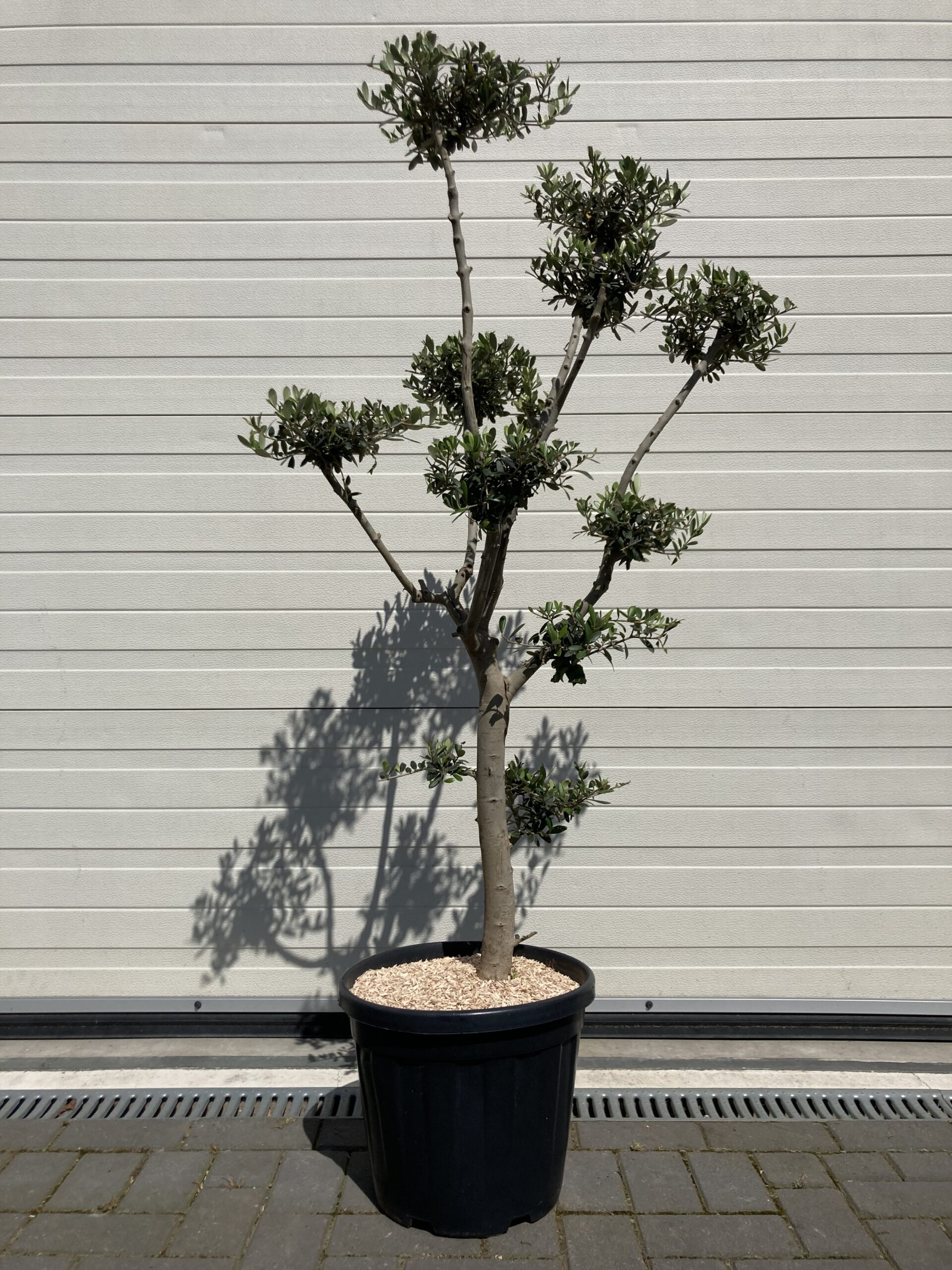 Olea Europaea | Kwekerij Elma
