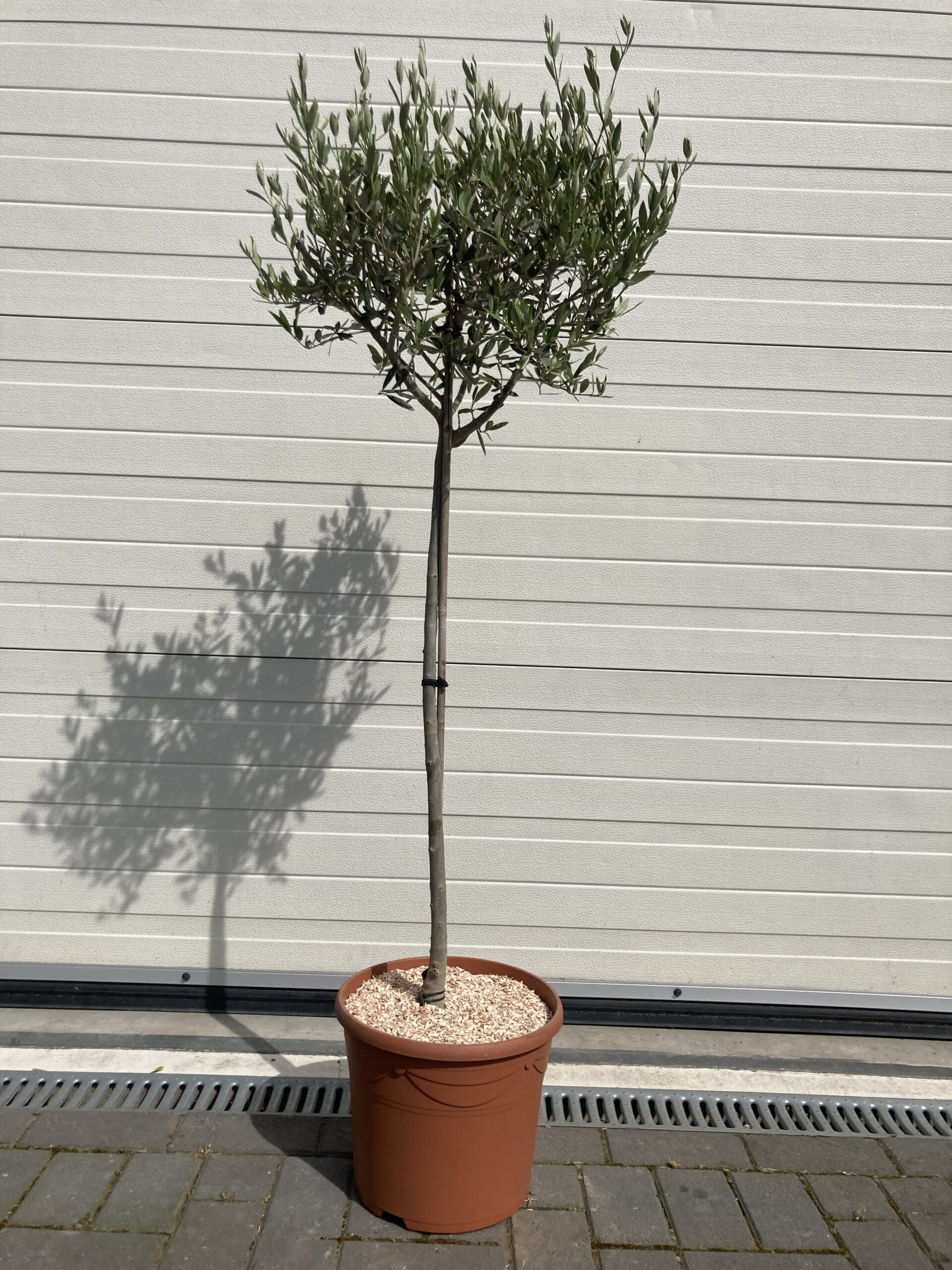 Olea Europaea | Kwekerij Elma