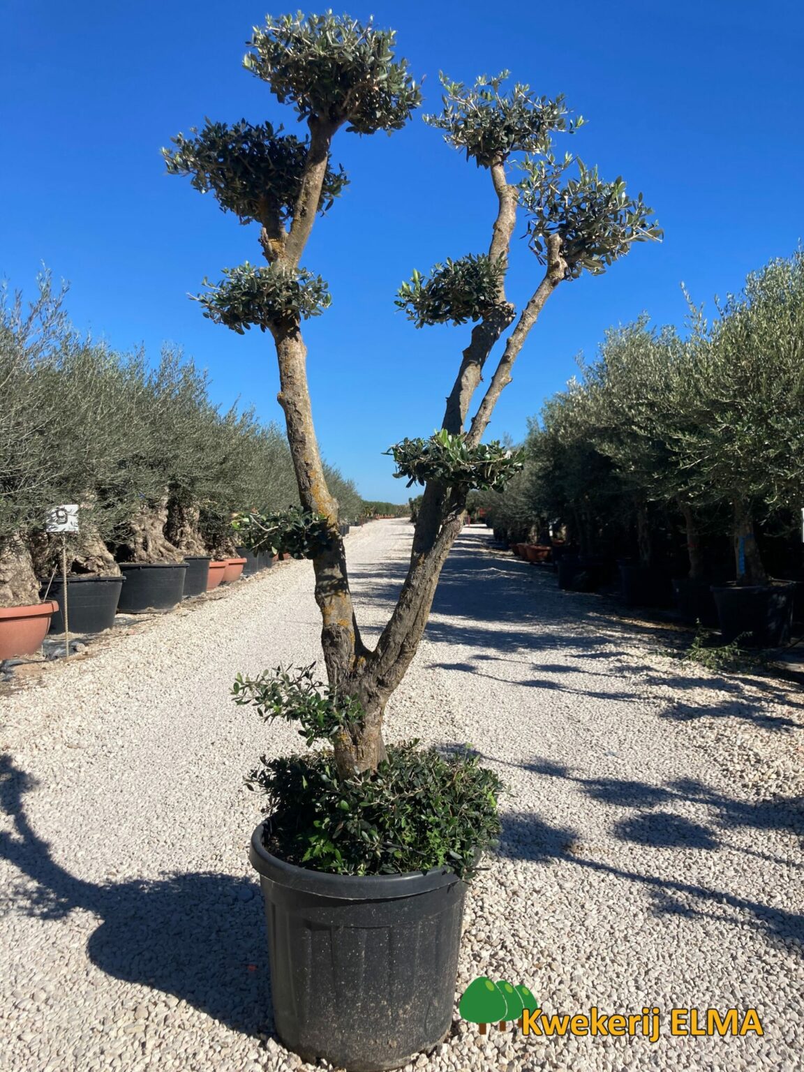 Olijfboom Olea Europaea Pompom 1.80 meter hoogte | Kwekerij Elma